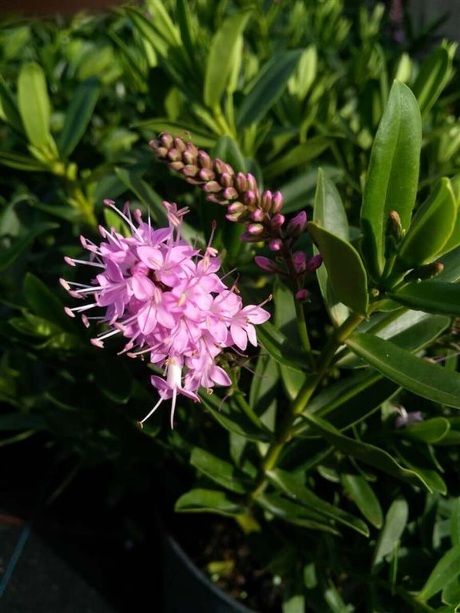 Hebe 'Mette' 2L - Van Arnhem Nursery