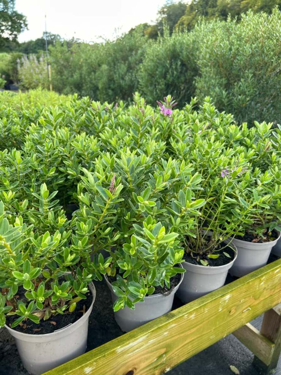 Hebe 'Mette' 2L - Van Arnhem Nursery