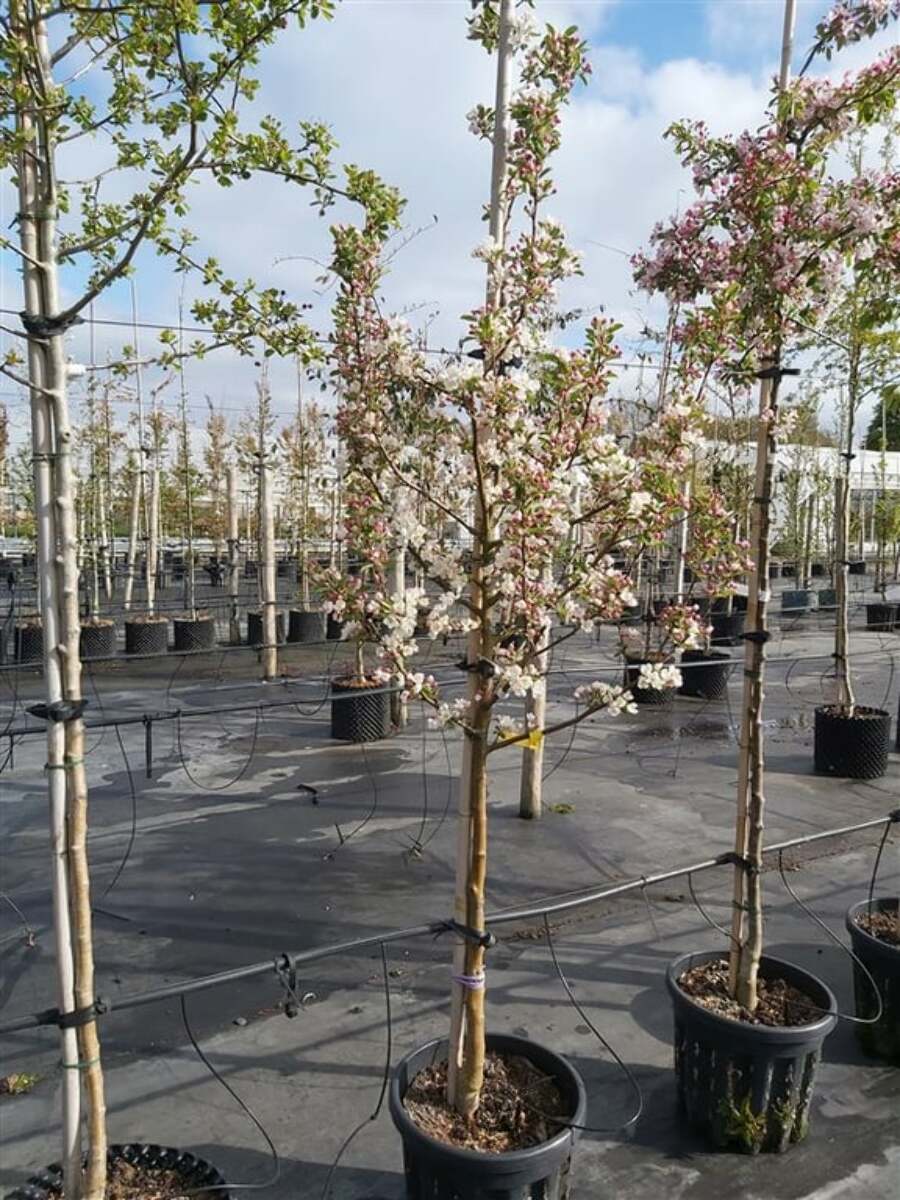 Malus 'Evereste' 150-175 Multi Stem Root Ball - Van Arnhem Nursery