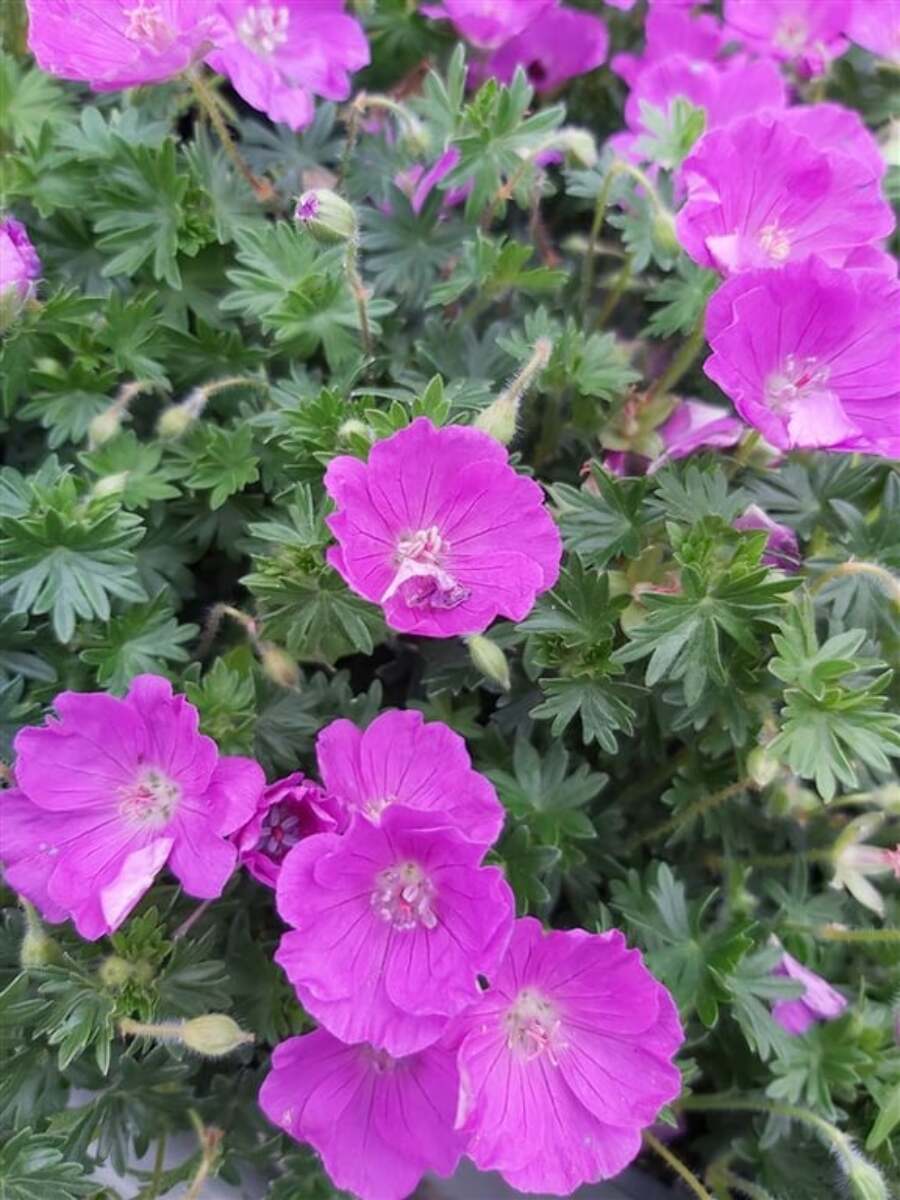 Geranium sang. 'Max Frei' 2L - Van Arnhem Nursery