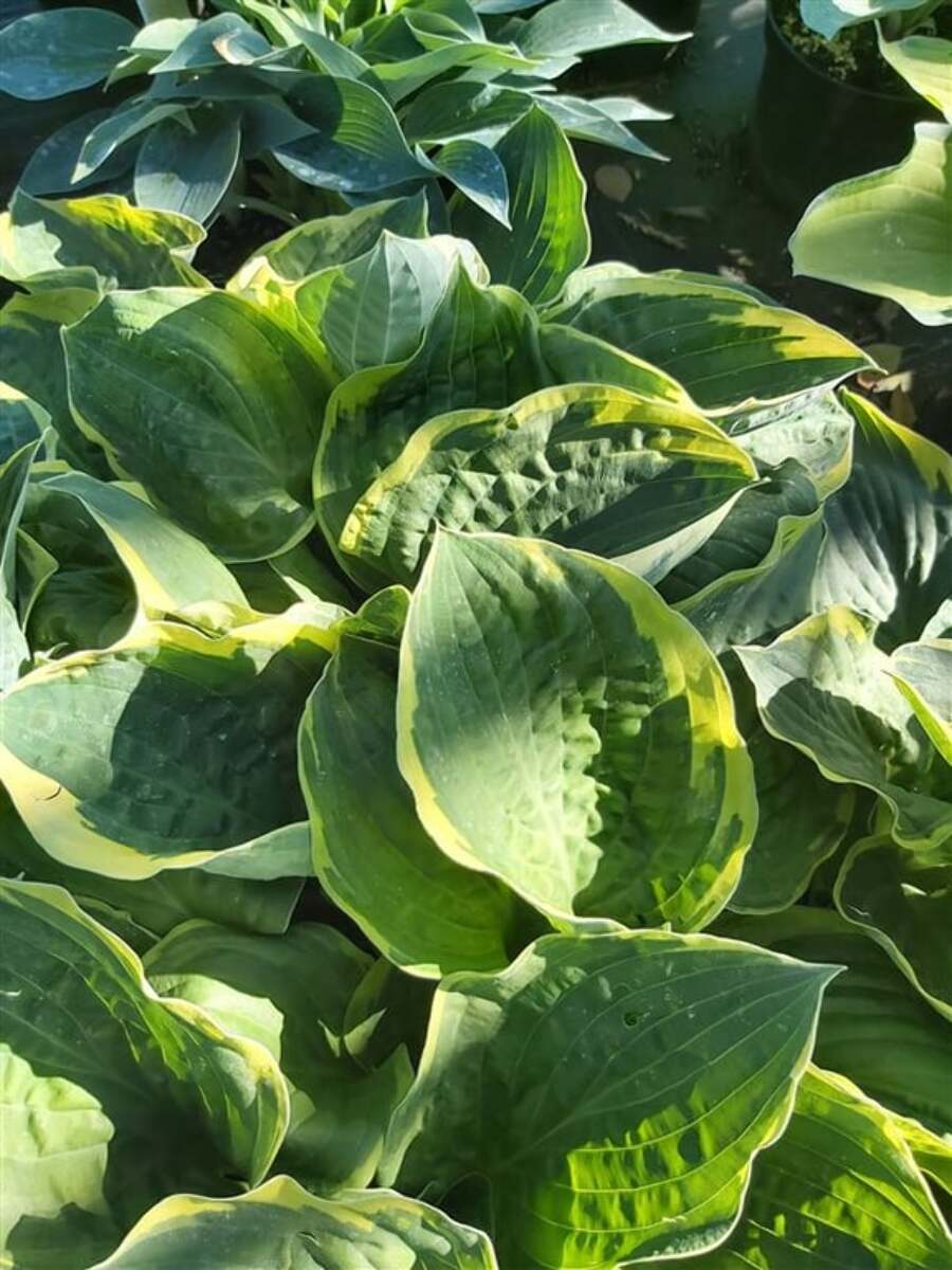 Hosta 'Christmas Tree' 2L - Van Arnhem Nursery