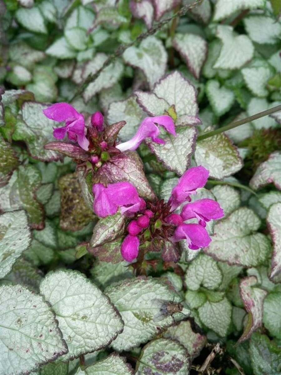 Lamium mac. 'Beacon Silver' 2L - Van Arnhem Nursery