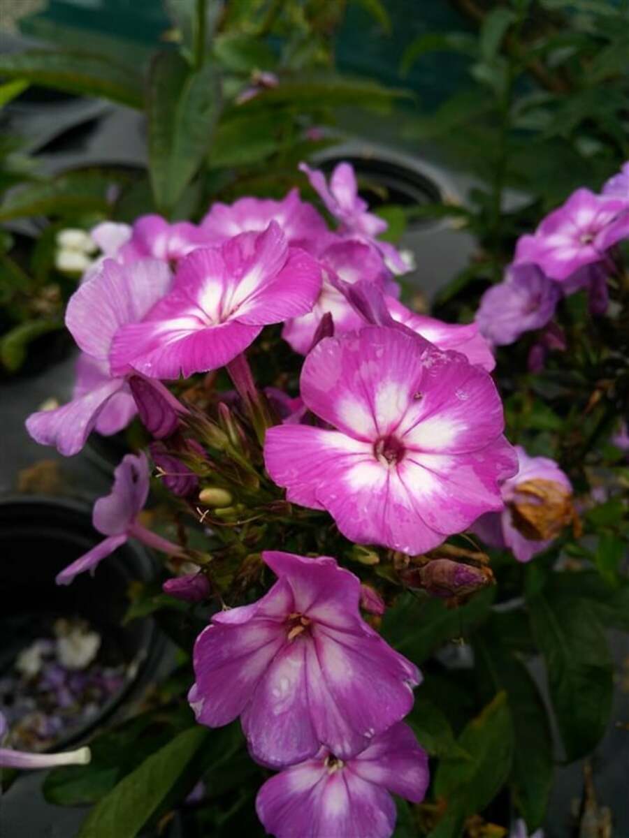 Phlox (P) 'Laura' 2L - Van Arnhem Nursery