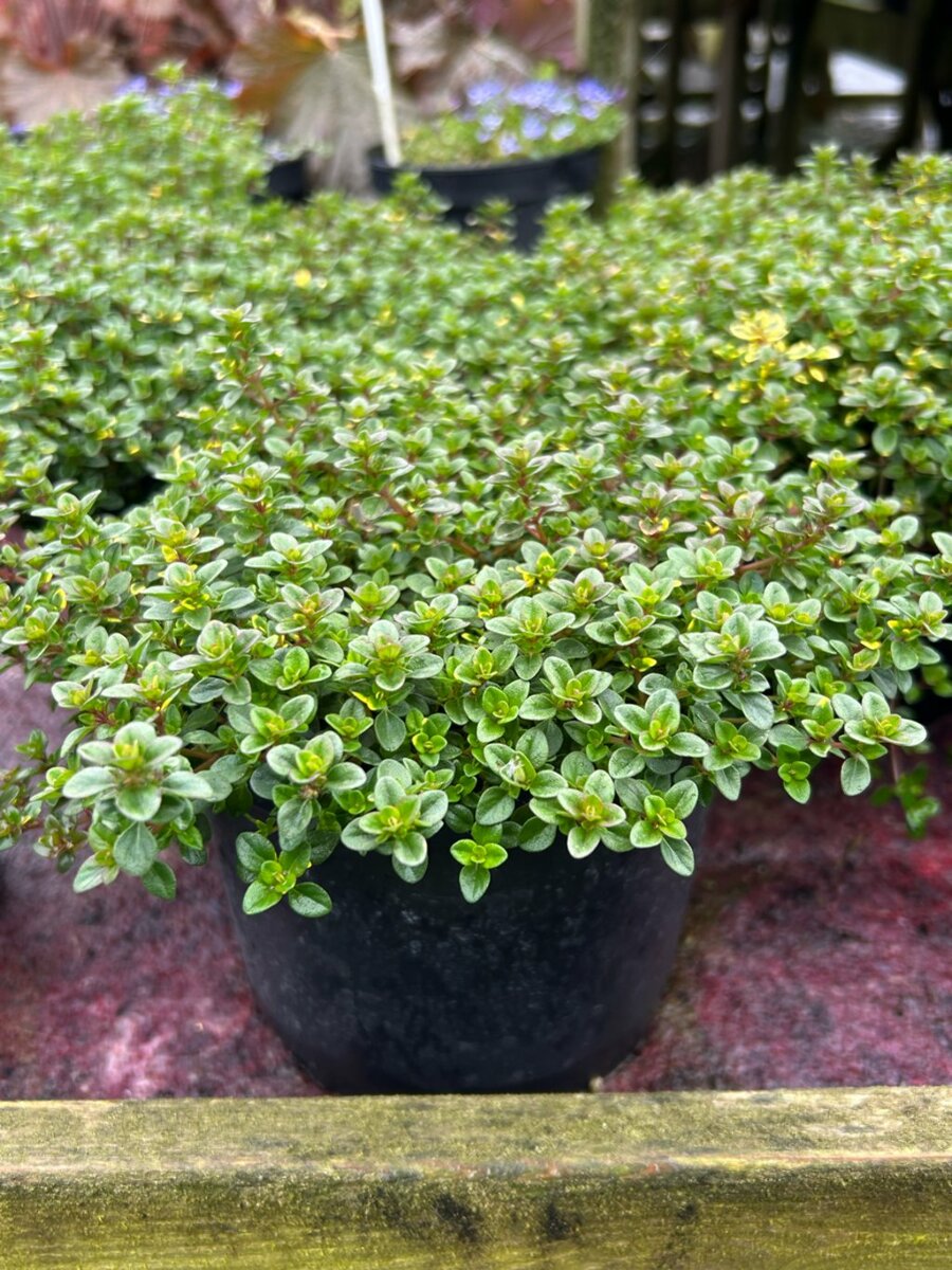 Thymus 'Doone Valley' 2L - Van Arnhem Nursery