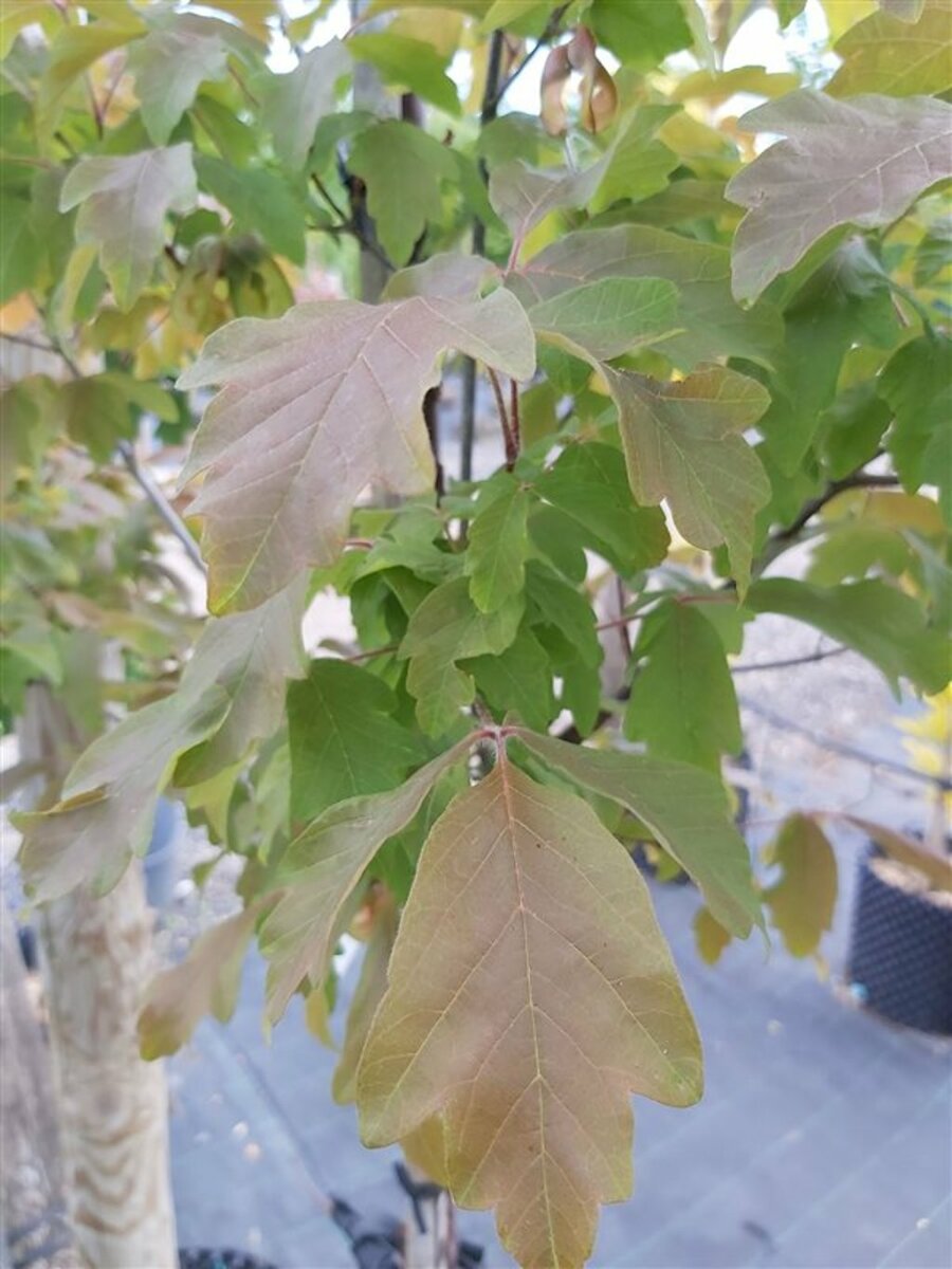 Acer griseum 100-125 Multi Stem 38L Airpot - Van Arnhem Nursery