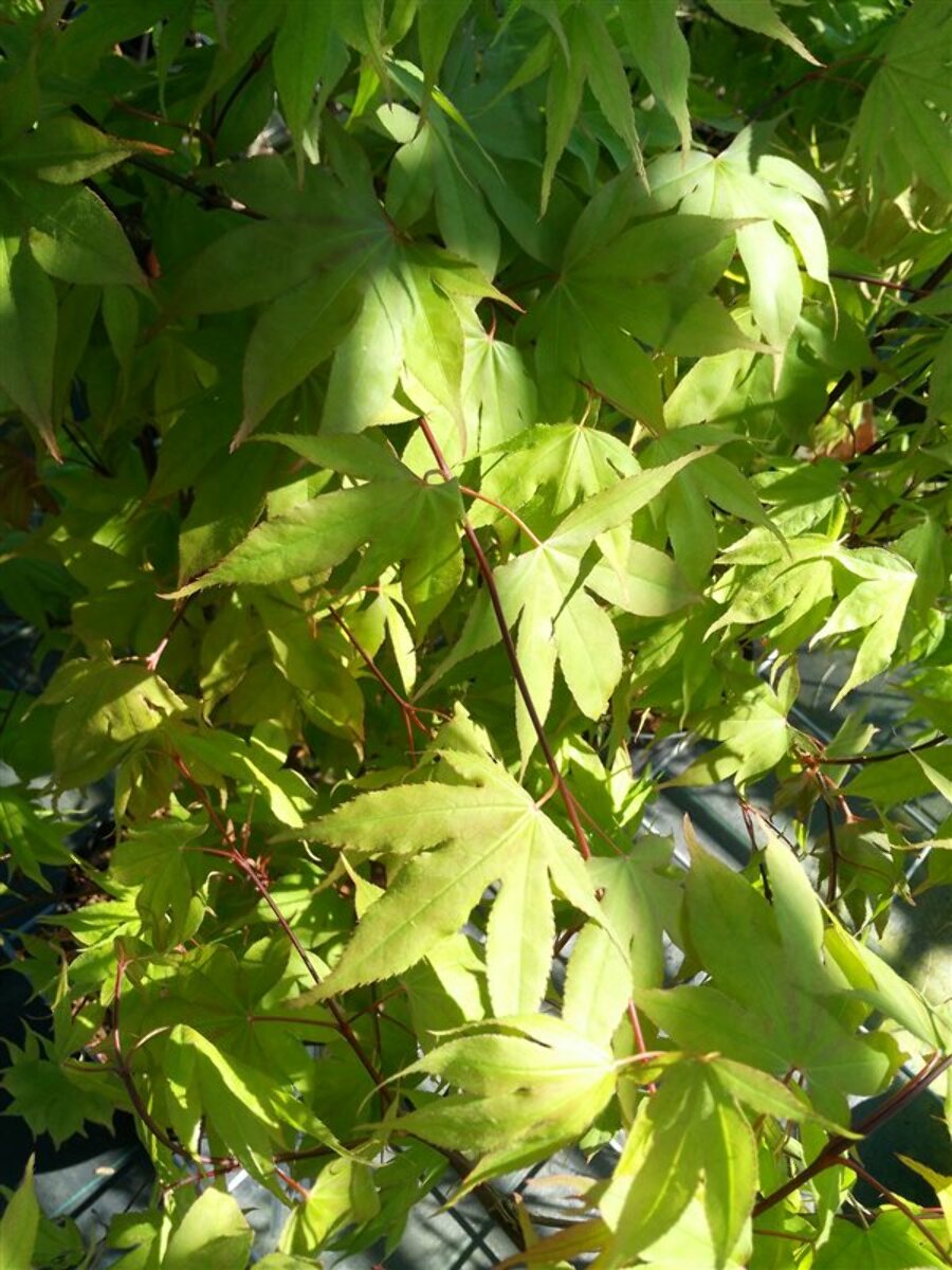 Acer pal. 'Osakazuki' 200/250 Multi Stem 60L - Van Arnhem Nursery