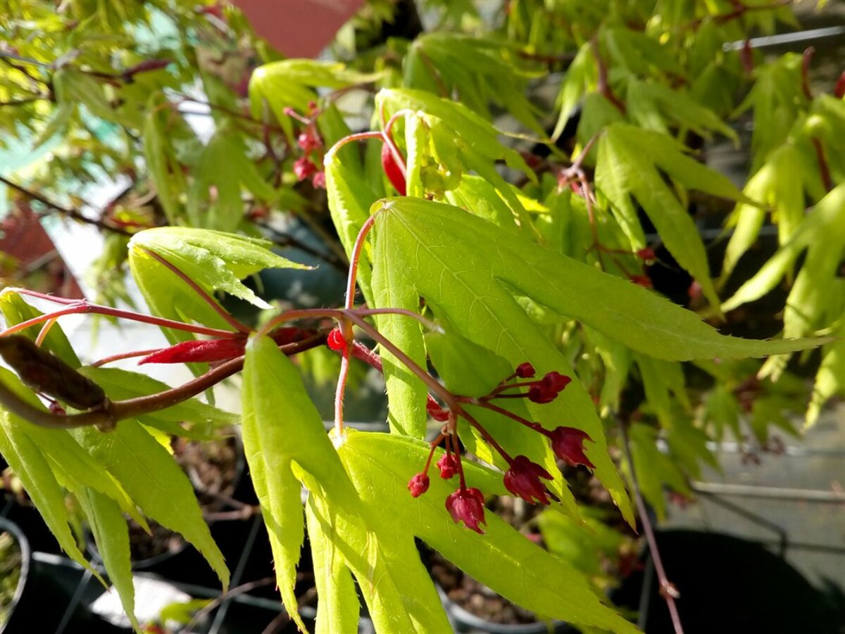 Acer pal. 'Osakazuki' 225-250 Multi Stem 80L Airpot - Van Arnhem Nursery