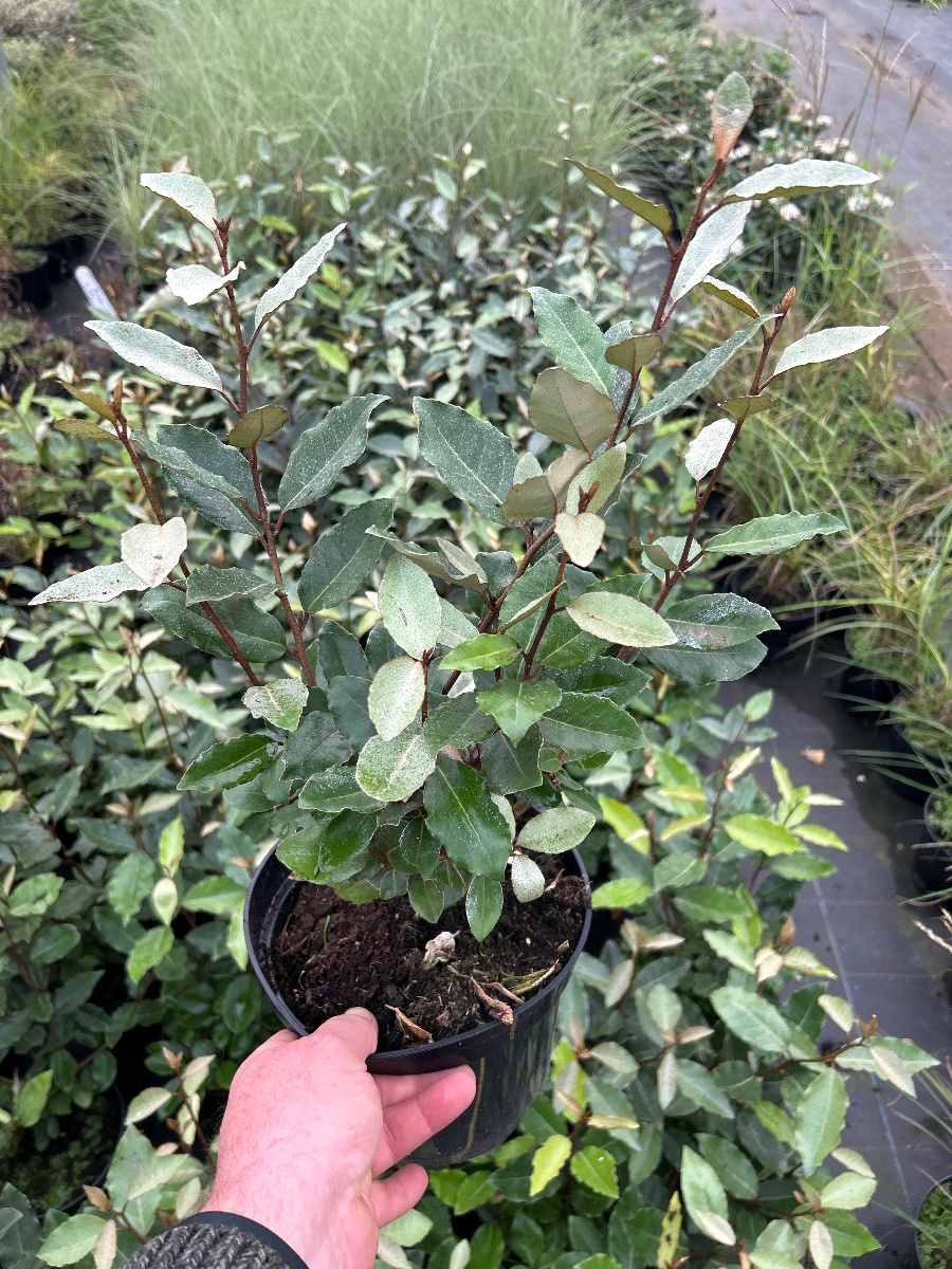 Elaeagnus ebb. 'Compacta' 3L - Van Arnhem Nursery