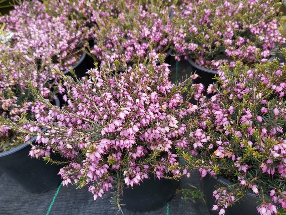 Erica & Calluna MIX 1L - Van Arnhem Nursery
