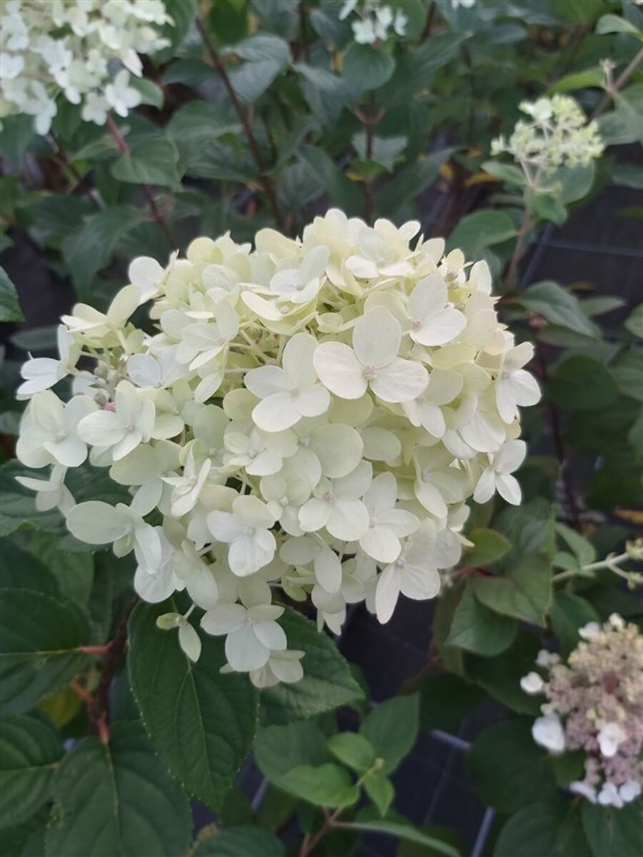 Hydrangea pan. 'Limelight' 10L - Van Arnhem Nursery
