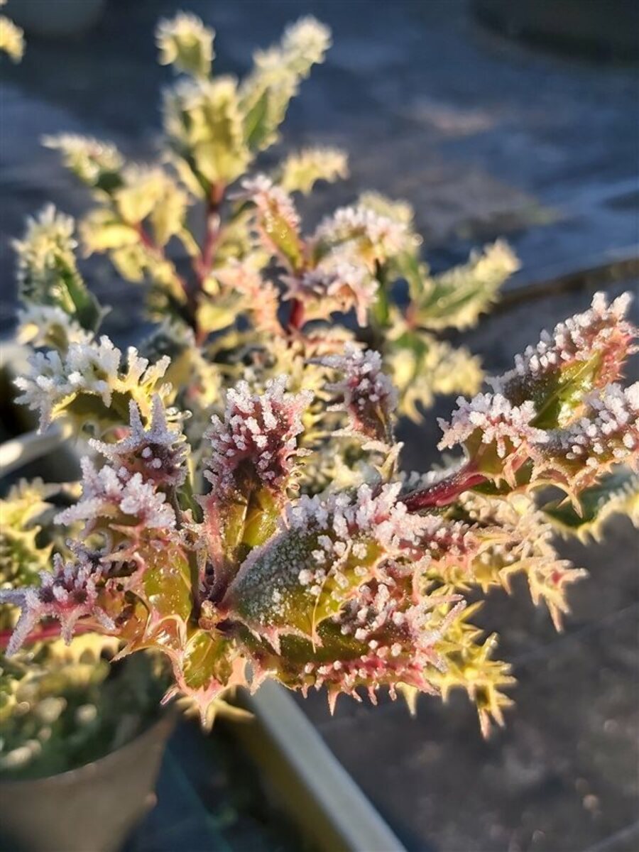 Ilex aq. 'Ferox Argentea' 3L - Van Arnhem Nursery