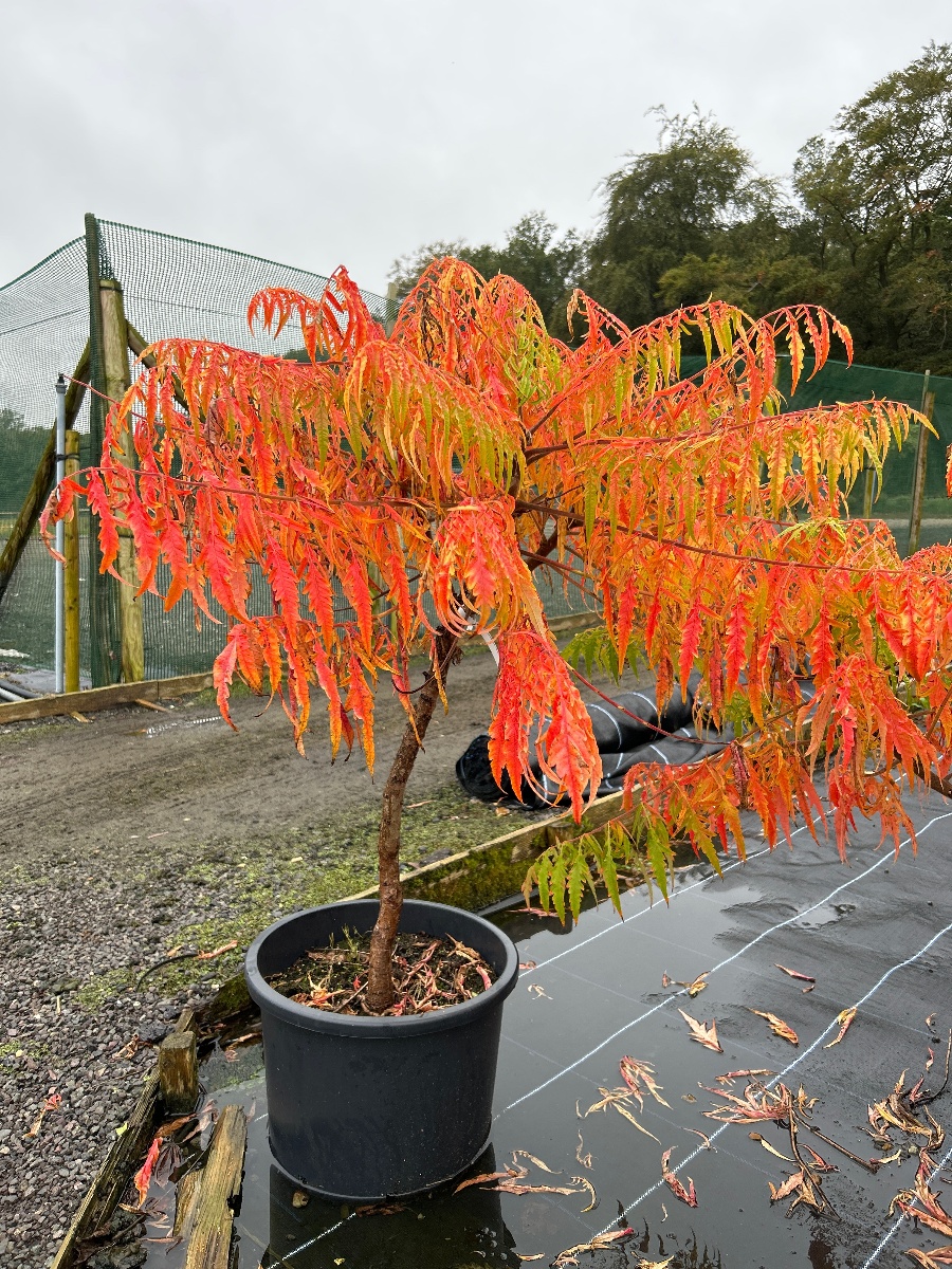 Rhus typhina Tiger Eyes 25L Van Arnhem Nursery