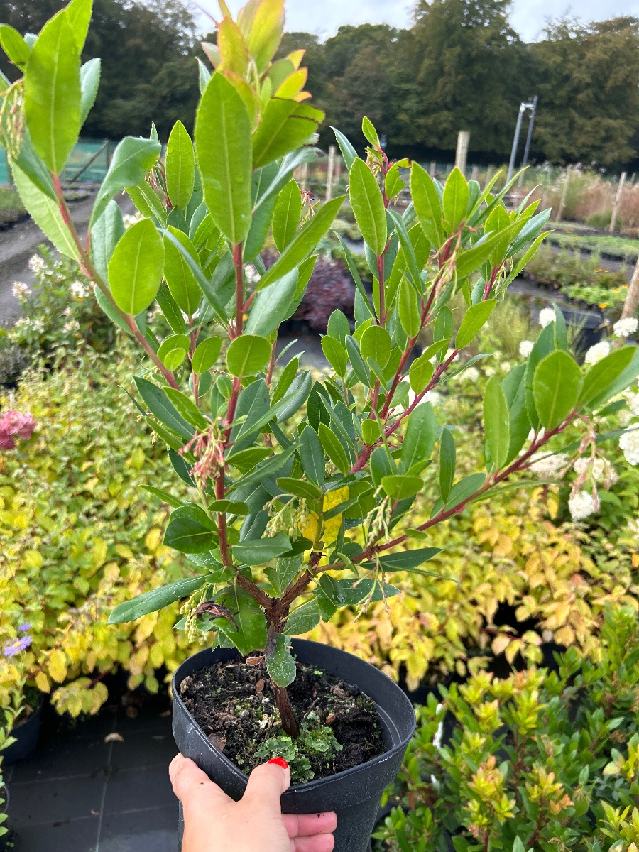 Arbutus unedo 'Compacta' 3L - Van Arnhem Nursery