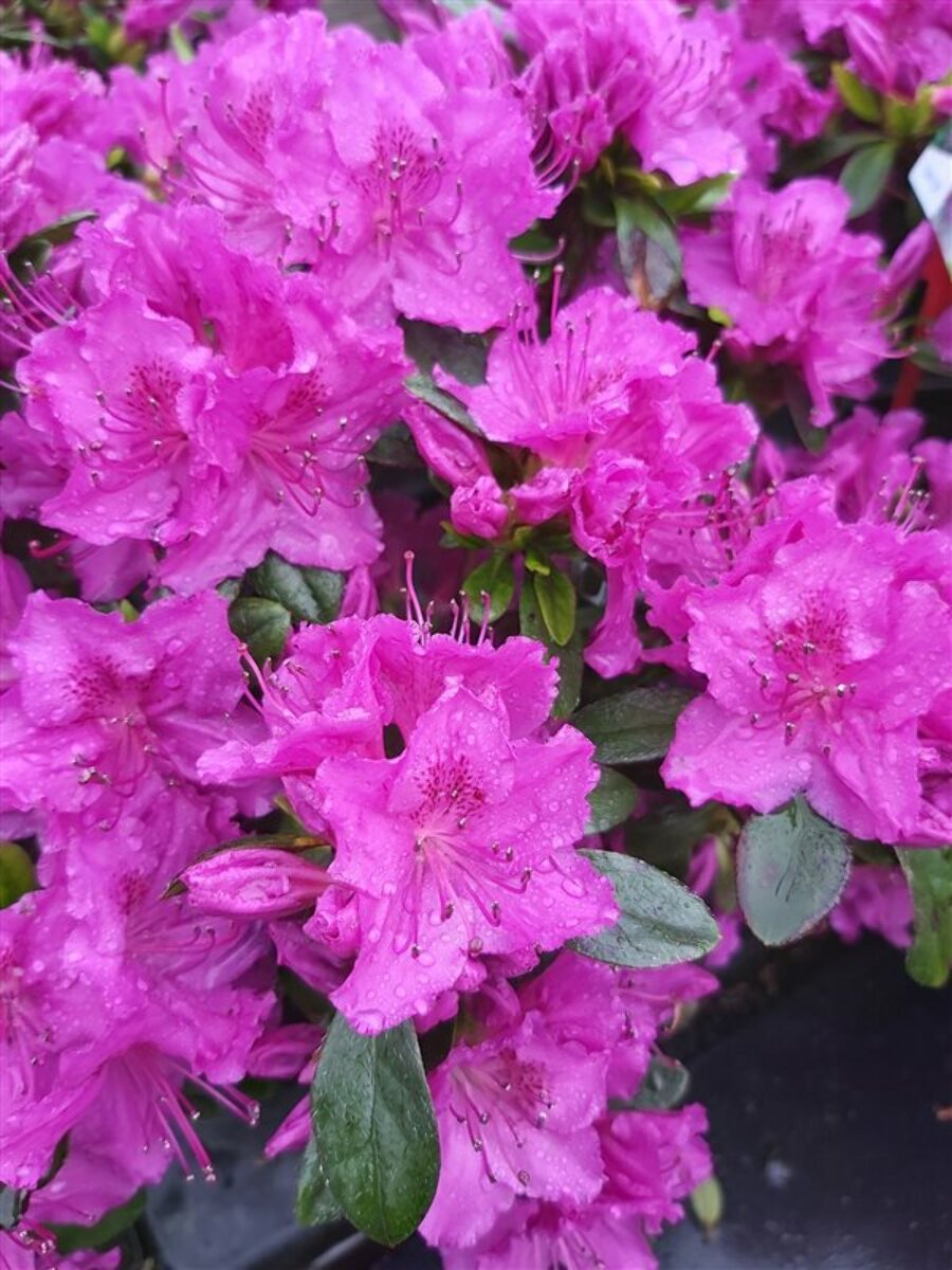 Azalea japonica in cultivar* 10L - Van Arnhem Nursery