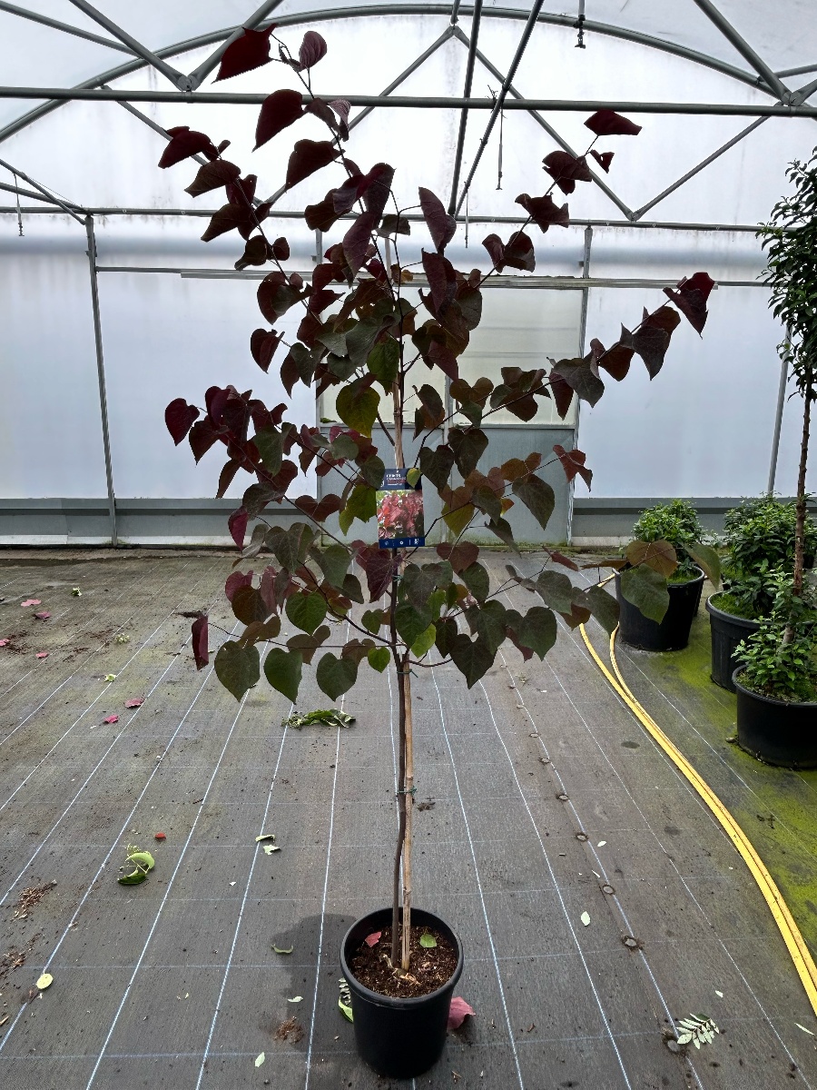 Cercis can. Red Force 200-225 12L - Van Arnhem Nursery