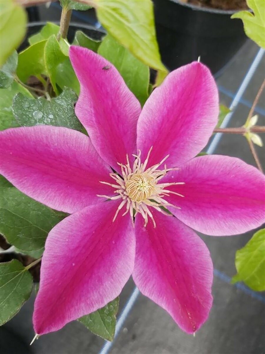 Clematis boulevard Yuan 90-100 3L - Van Arnhem Nursery
