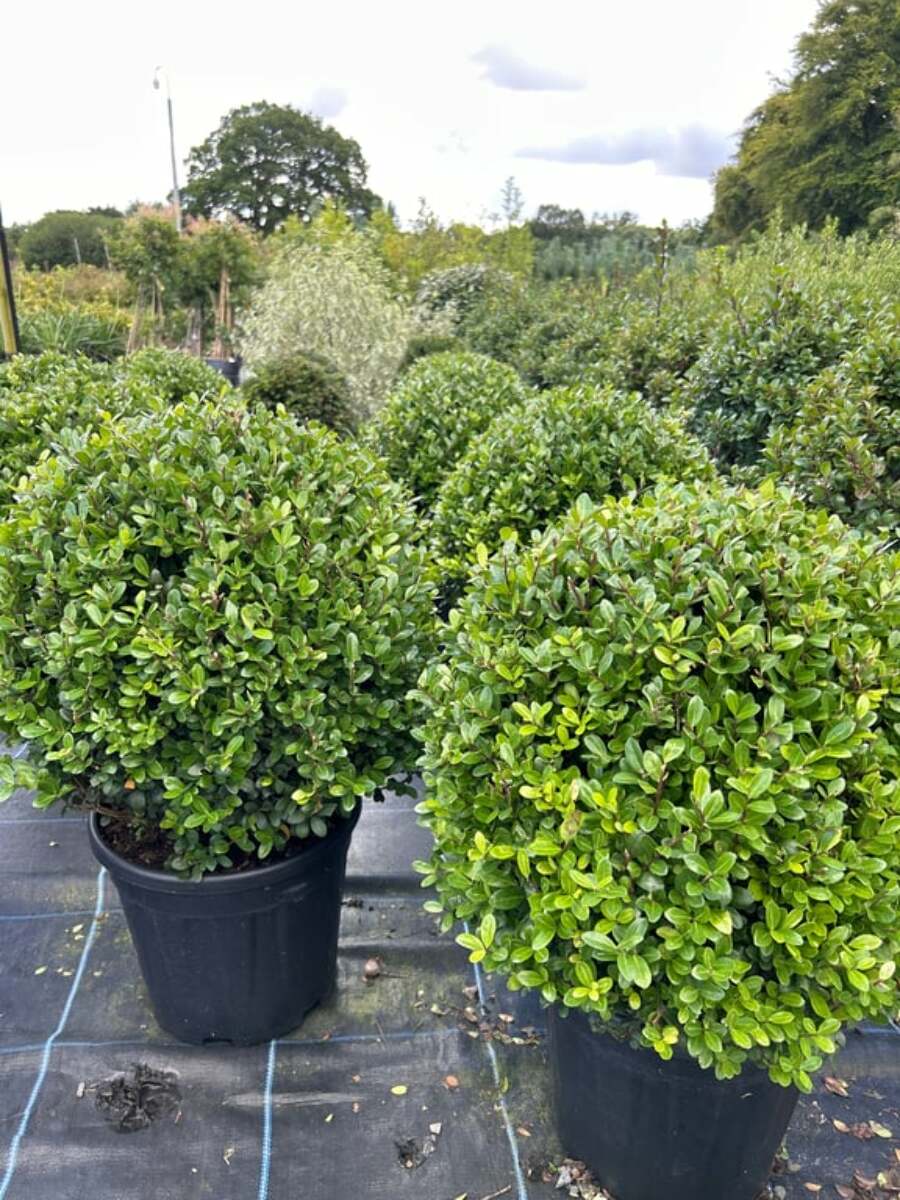 Ilex crenata 'Caroline Upright' 45cm Ball 25L - Van Arnhem Nursery
