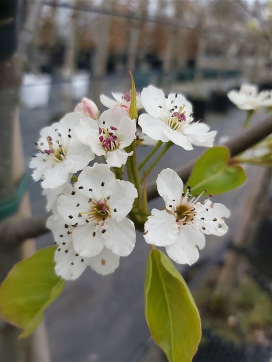Pyrus calleryana 'Chanticleer' Heavy std 12/14 80L Airpot - Van Arnhem ...
