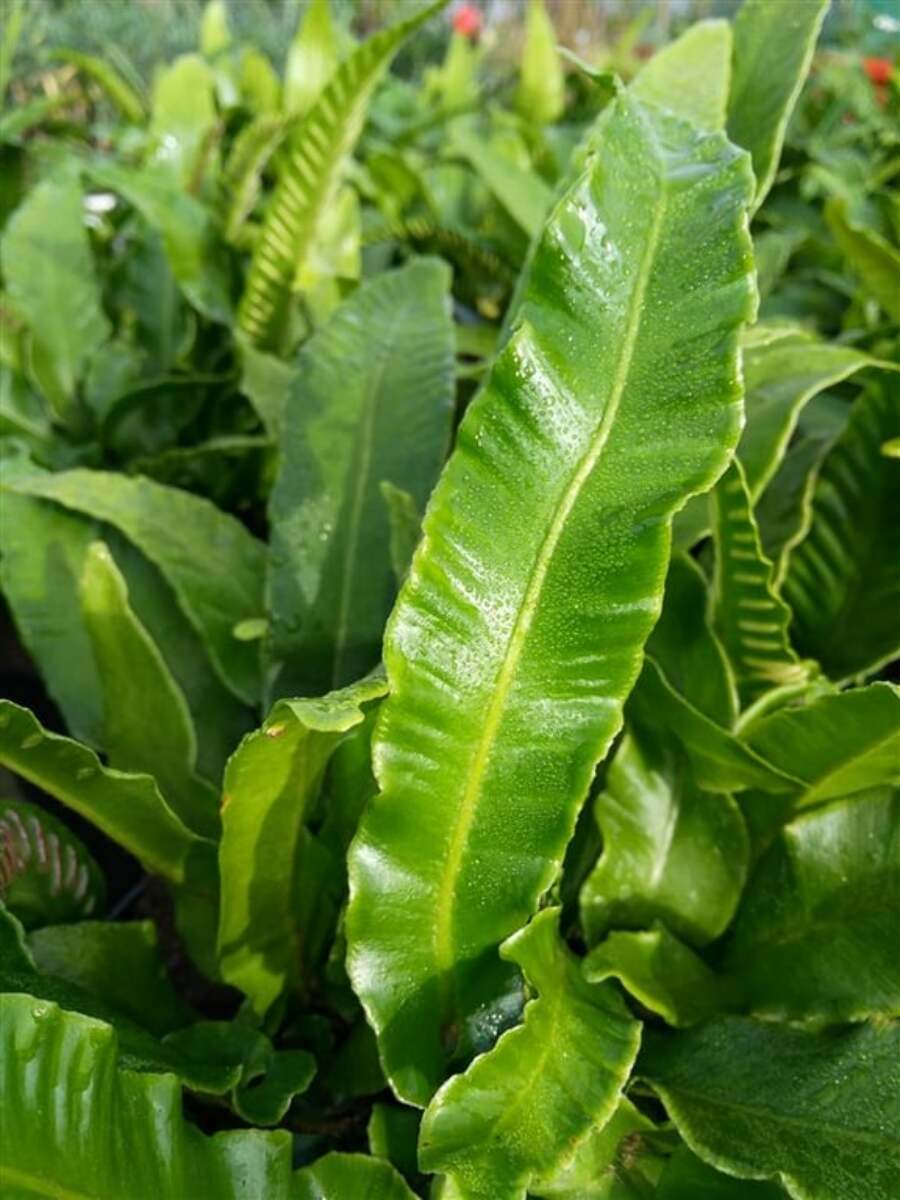 Asplenium scolopendrium 3L - Van Arnhem Nursery