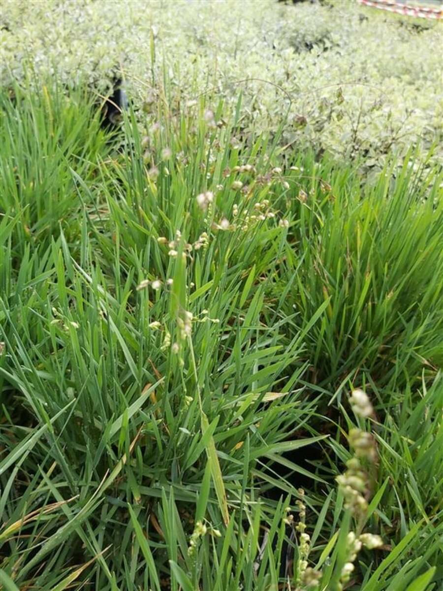 Briza media 3L - Van Arnhem Nursery