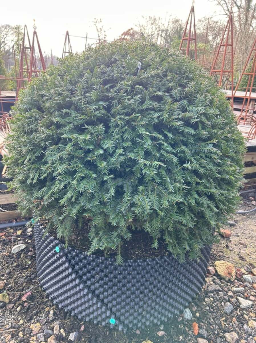 Taxus baccata 1.2M Dome Wire RB - Van Arnhem Nursery