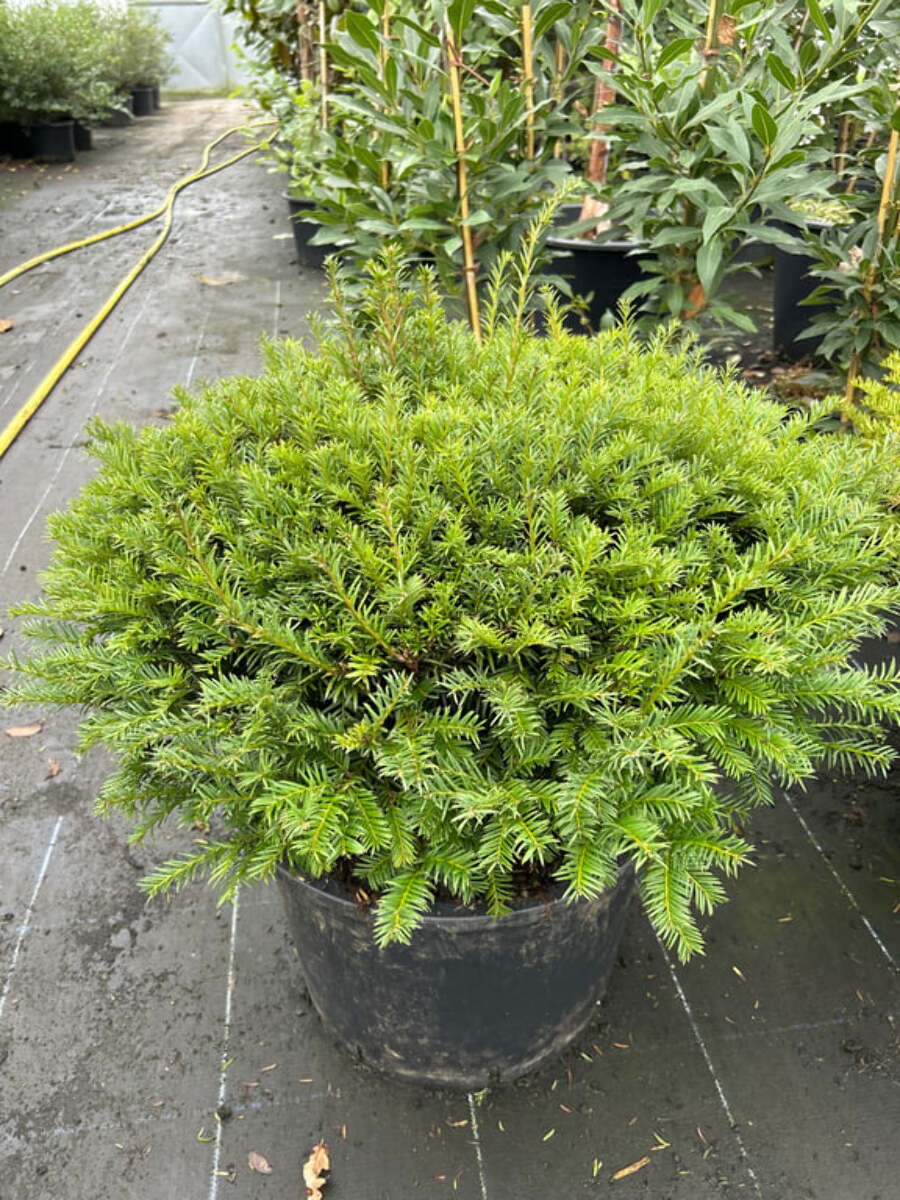 Taxus baccata 90-100 Dome 120L Airpot - Van Arnhem Nursery