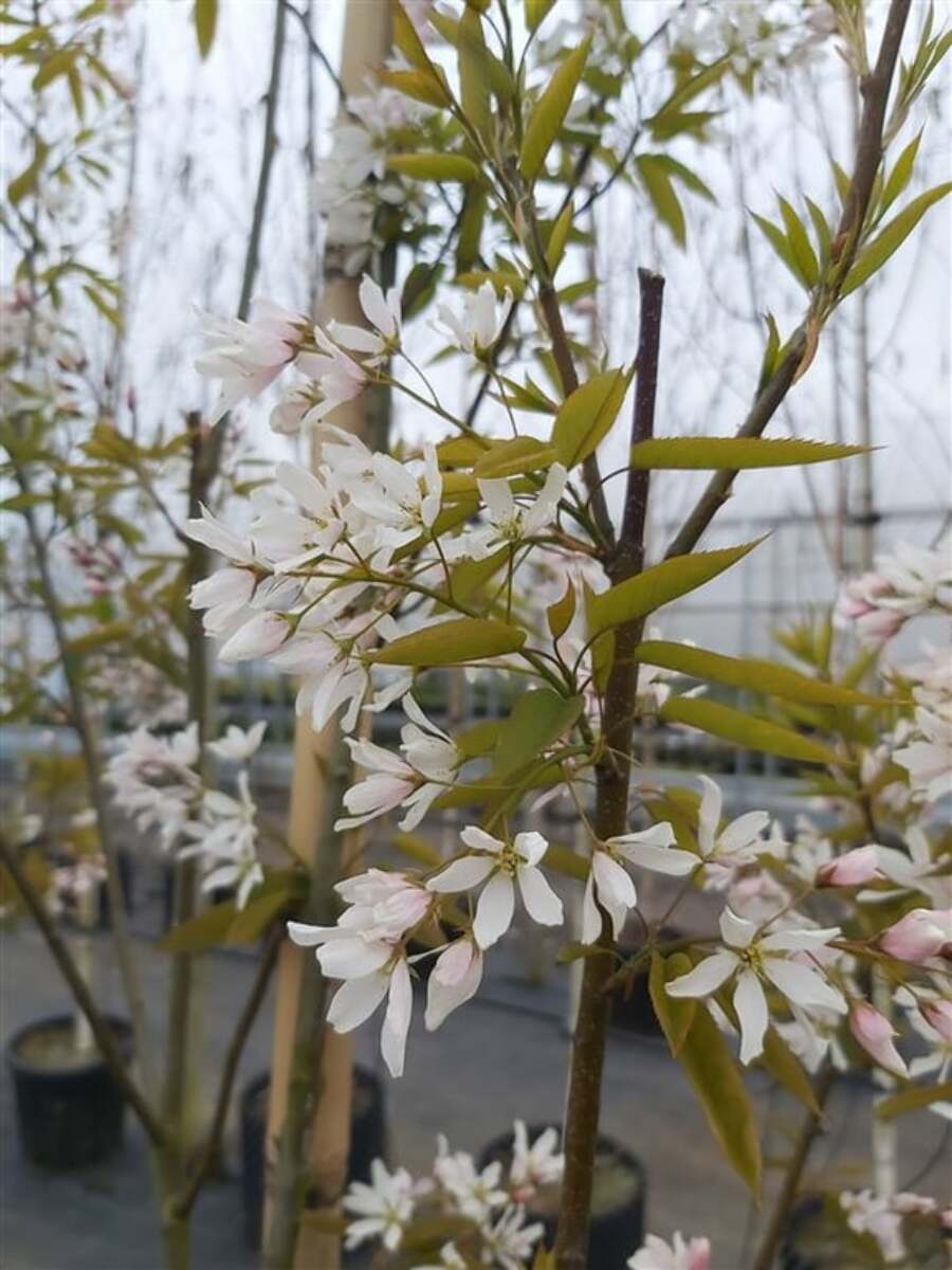 Amelanchier arborea 'Robin Hill' Heavy std 12/14 80L - Van Arnhem Nursery