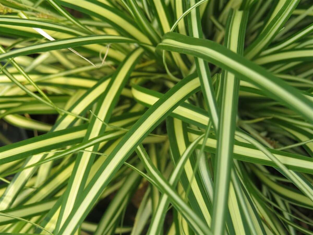 Carex oshim. 'Evergold' 3L - Van Arnhem Nursery
