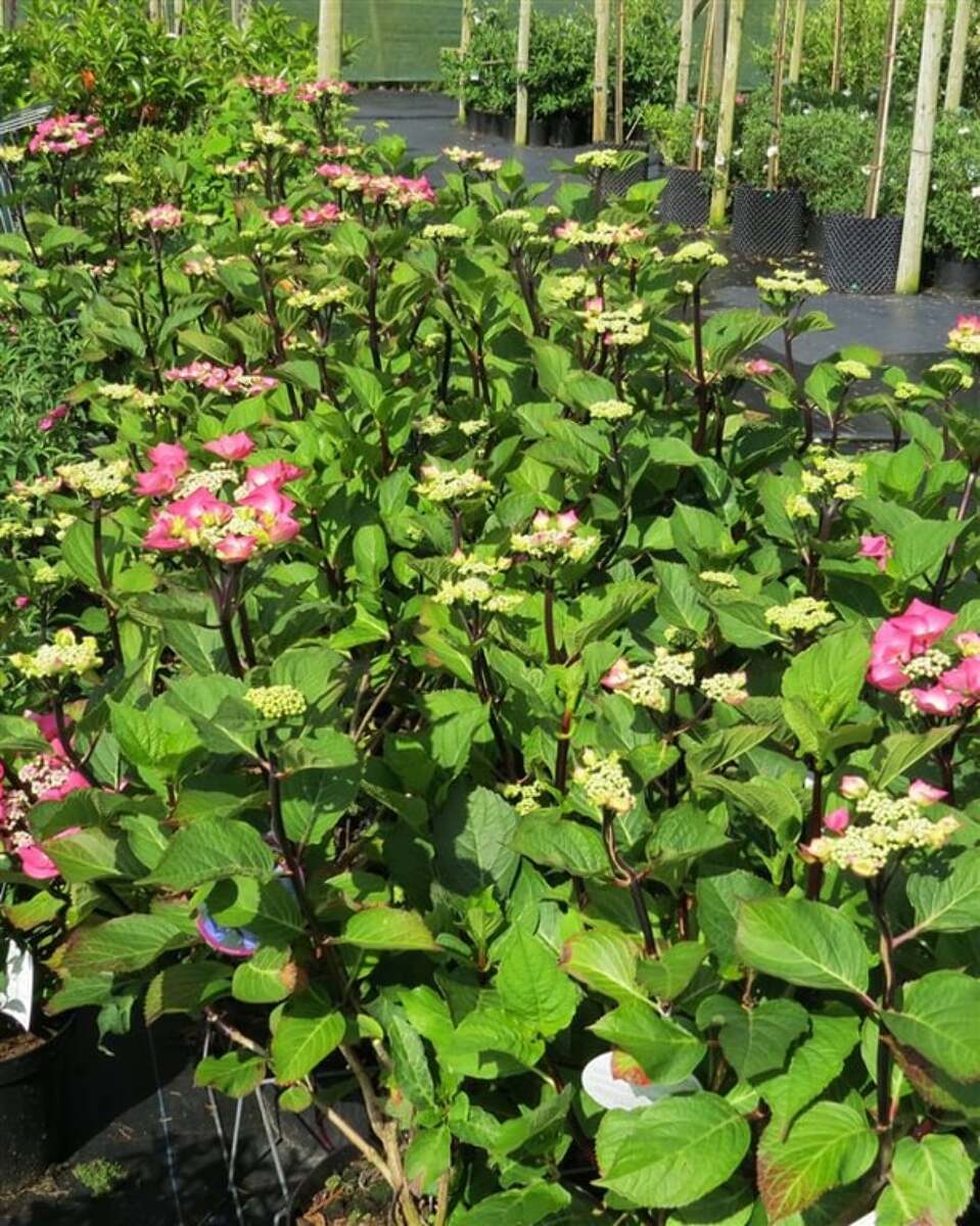 Hydrangea 'Zorro' 3L - Van Arnhem Nursery
