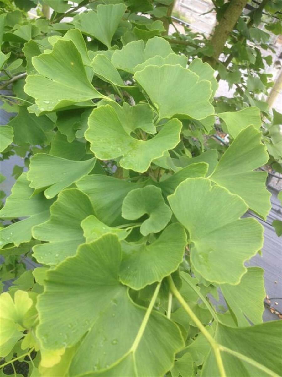 Ginkgo biloba 400/450 Multi Stem 350L - Van Arnhem Nursery