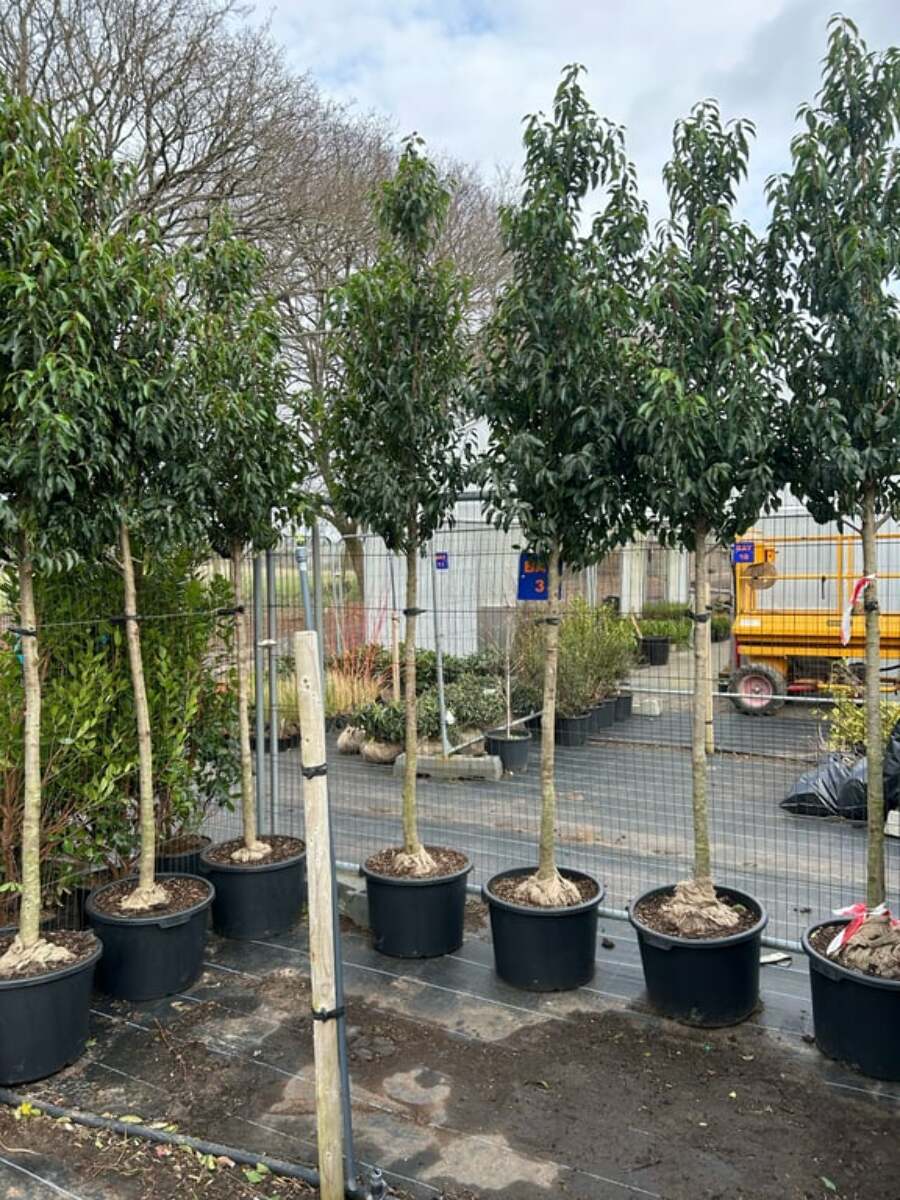 Prunus l. 'Angustifolia' Heavy std 12/14 Wire RB - Van Arnhem Nursery
