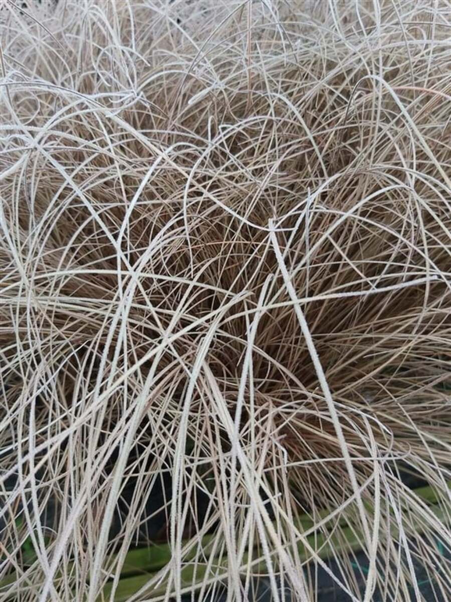 Carex comans 'Bronze Form' 3L - Van Arnhem Nursery