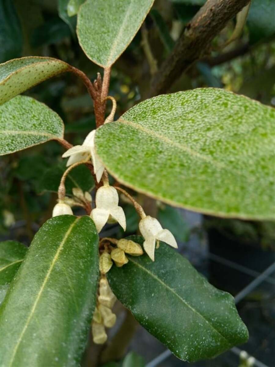Elaeagnus x ebbingei 100-125 Root Ball - Van Arnhem Nursery