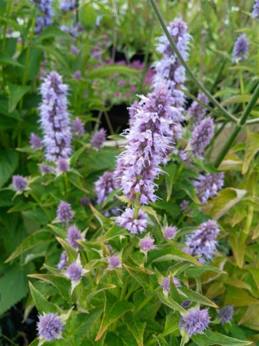 Agastache 'Blue Fortune' 2L - Van Arnhem Nursery